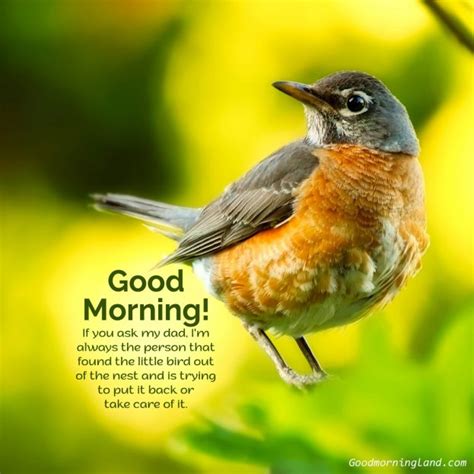 Best Good Morning Birds Images For You Good Morning Images Quotes