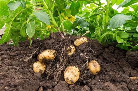 La base para una buena producción y mejor rendimiento en el cultivo de papa