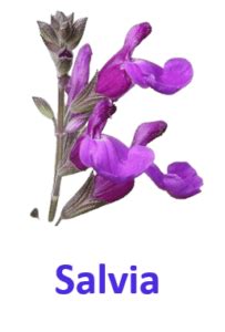 10 Purple Flowers Names With Pictures Flower Names EngDic