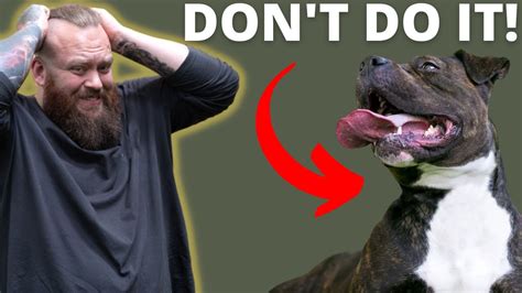 Why You Shouldn T Get A Staffordshire Bull Terrier Youtube