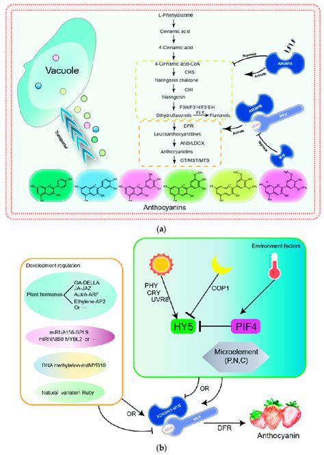 A Simplified Model Of Anthocyanin Biosynthesis In Plants A A