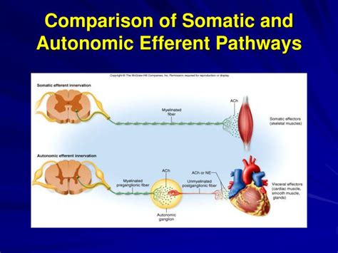 PPT Autonomic Nervous System PowerPoint Presentation ID 870509