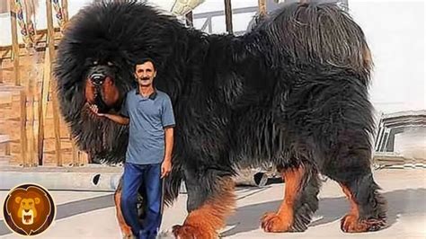 Los 10 Perros Más Caros Del Mundo Expensive dogs Huge dogs Big dog