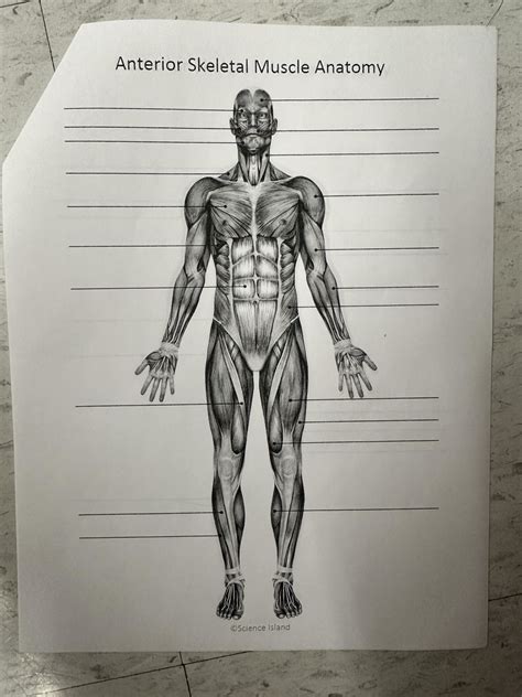 Anterior Skeletal Muscle Anatomy Diagram Diagram Quizlet