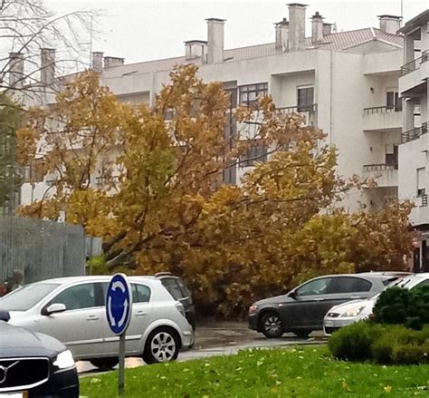 Regi O Rvore Cai Em Cima De Carro Ocupantes Em Frente Escola