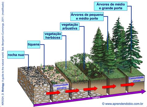 sucessão secundária Aprendendo Biologia
