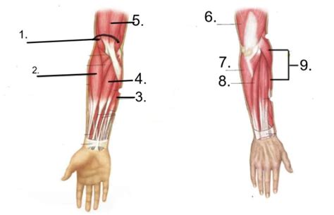 Forearm Diagram Quizlet