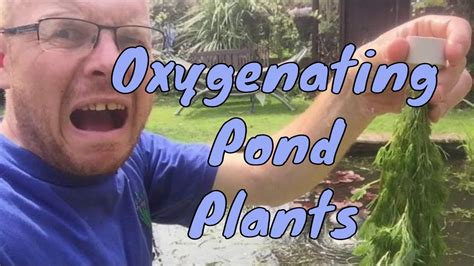 Best Oxygenating Plants For A Small Pond