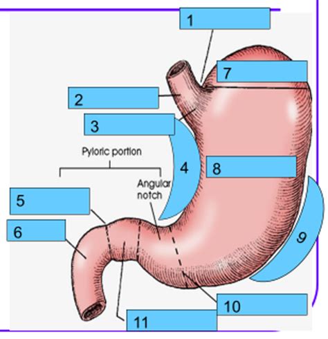 Rad Proc Esophagus Stomach Flashcards Quizlet