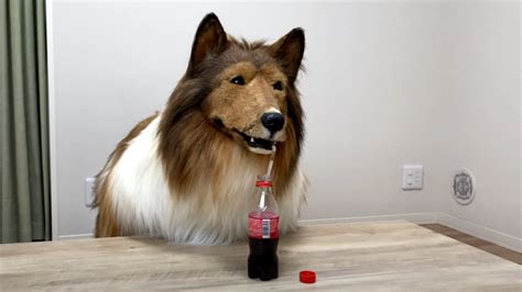 Conhe A A Hist Ria Do Homem Que Deseja Ser Um Cachorro Tudoep