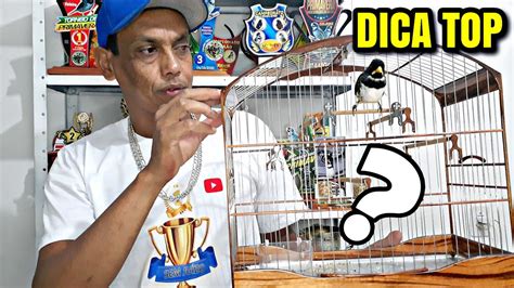 SINAIS QUE SEU COLEIRO ESTÁ FALTANDO FÊMEA OU PASSADO DE FÊMEA YouTube