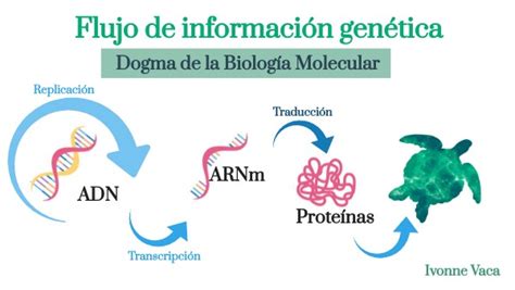 flujo información genética