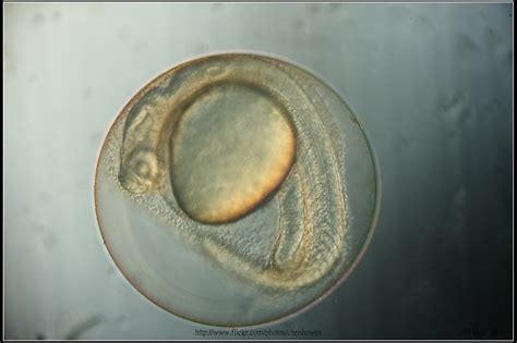 Zebrafish Embryo At 27 Hpf 4 5 Ho Wen Chen Flickr