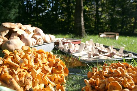 Funghi Mini Guida Alla Raccolta Fai Da Te In Giardino