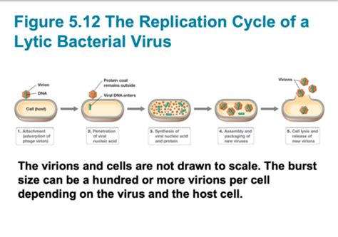 Viral Replication Flashcards Quizlet