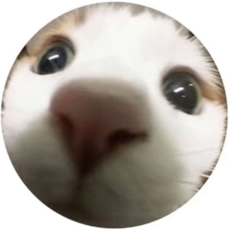 Round Icon Pfp Cute Black Cat Big Eyes Aesthetic Y2k Profile Picture