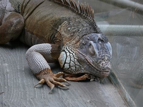 Iguana Lizard Reptile Foto Gratis En Pixabay Pixabay