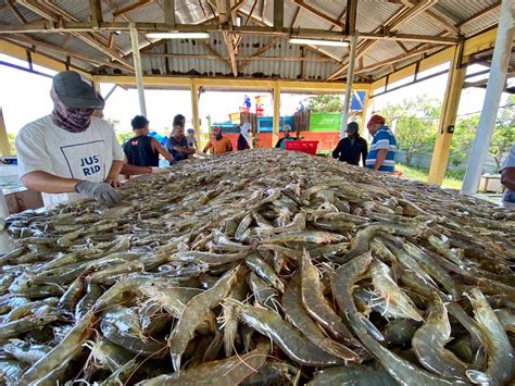 Cara Budidaya Udang Vaname Untuk Pemula Biota Group