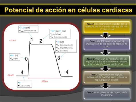 PORTAFOLIO DE EVIDENCIAS FISIOLOGÍA BASICA JONATHAN I JIMENEZ UAS 2013
