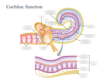 Cochlear Diagram Diagram Quizlet