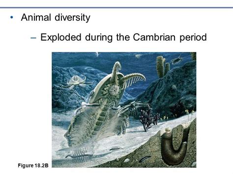 Reino Animal Origen características y ejemplos de la diversidad animal