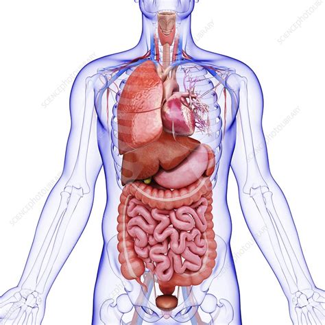 Human Internal Organs Artwork Stock Image F Science
