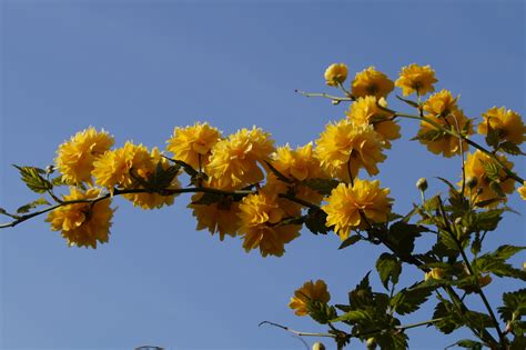 Free Images Tree Nature Branch Blossom Sky Sunlight Leaf