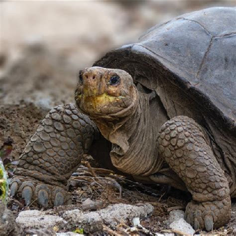 So Ar Con Tortugas Significado E Interpretaciones