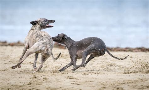 5 Races De Chiens Les Plus Rapides Le Blog Tails