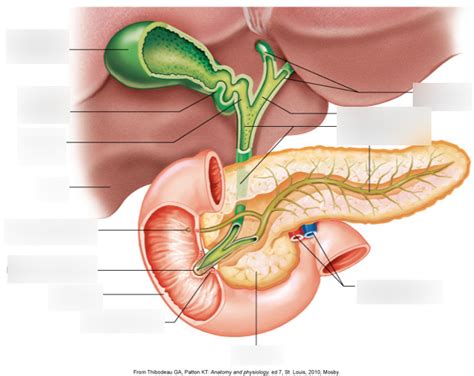 Chapter Accessory Glands Diagram Quizlet