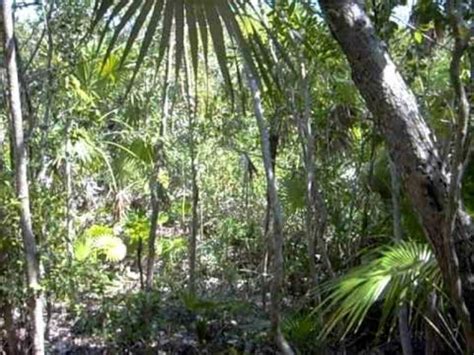 Selva Y Otros Ecosistemas Que Puedes Disfrutar En Quintana Roo PorEsto
