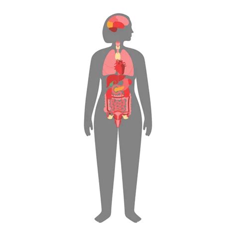 Human Internal Organs Vector Stock Vector By Pikovit 265174222