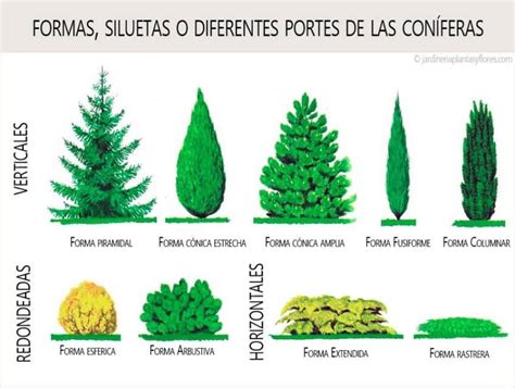 Coníferas Tipos Características Nombres