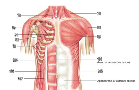 Lab Practical 3 Muscles Of The Chest Shoulder Upper Limb Deep