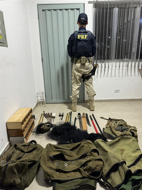 PRF flagra crime ambiental e resgata 68 pássaros transportados