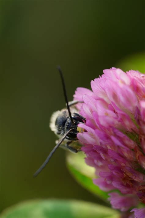 Bi Insekt Pollinera Gratis Foto P Pixabay Pixabay