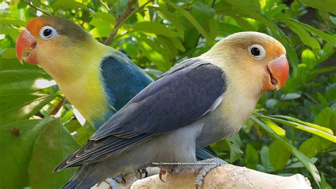 Pecinta Lovebird Wajib Tahu Inilah 7 Jenis Lovebird Parblue Yang