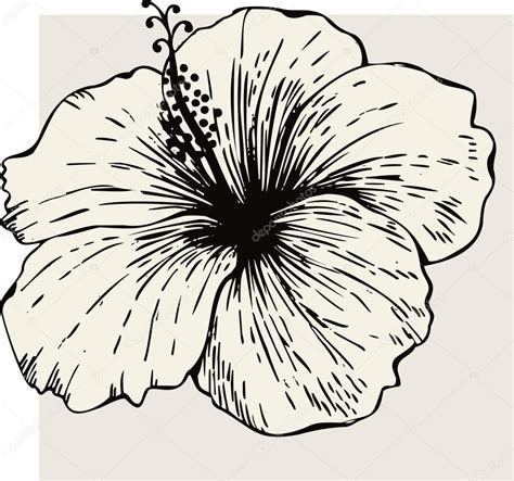 Dibujos De Hibiscus Para Colorear E Imprimir