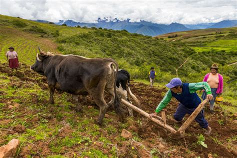 Pese a los impactos del COVID 19 el sector agropecuario creció 1 3