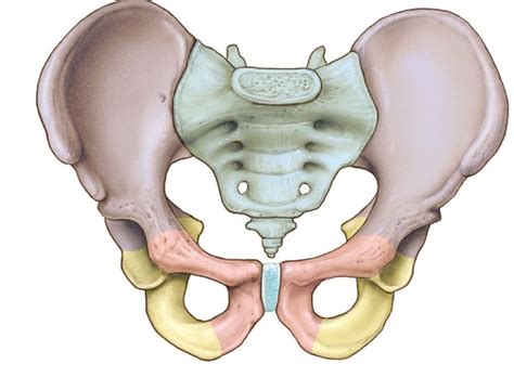 Lab 5 Bones And Features Of The Pelvic Girdle Diagram Quizlet