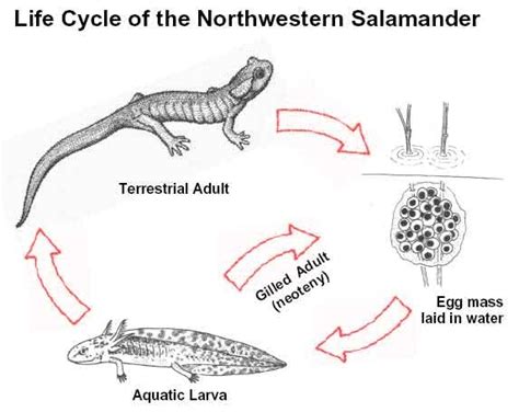Life Cycle Of A Lizard Facts