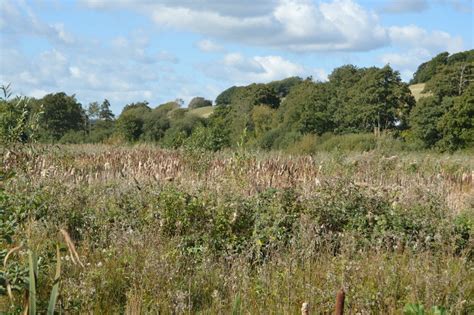 Bullrushes By Pett Rd N Chadwick Cc By Sa 2 0 Geograph Britain And