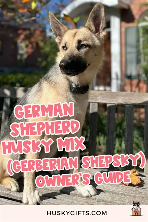 German Shepherd Husky Mix Gerberian Shepsky Guide Artofit