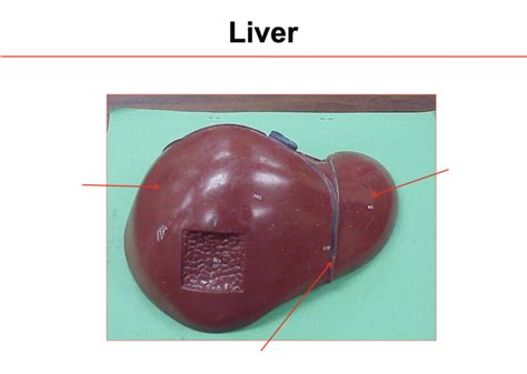 Liver Model Diagram Quizlet