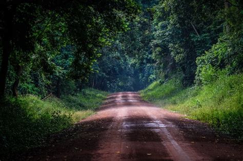 Estrada de terra no meio de uma floresta árvores e plantas Foto