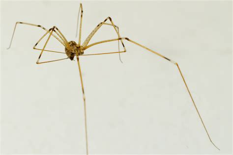 Introduce 83 imagen araignées maison france fr thptnganamst edu vn