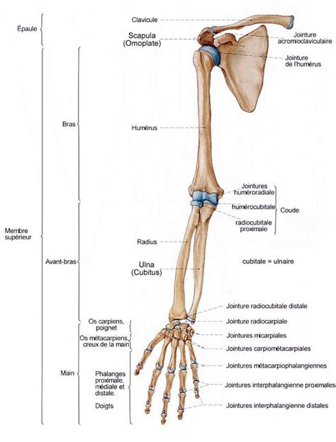Anatomy Bones Medical Anatomy Anatomy