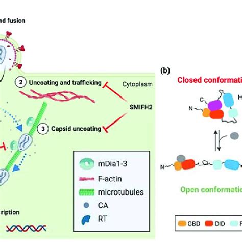 Role Of MDia3 And SMIFH2 In The Release Of HIV 1 Particles From