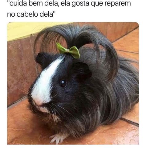 Na escala chihuahua como vc está se sentindo hoje Memes