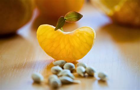 C Mo Germinar Semillas De Mandarina Paso A Paso Portalfruticola